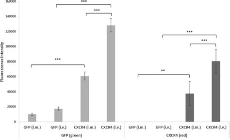 Quantification Of Fluorescence Intensity Of Figure 3 Was Done Using