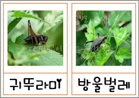가을 주제 벽면게시자료 가을곤충 종류 가을에 볼 수 있는 곤충 환경구성 네이버 블로그