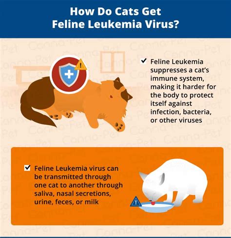 42 Best Pictures Signs A Cat Is Dying Of Old Age 5 Signs Of Old Age