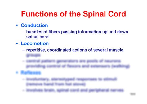 Solution 21 Spinal Cord Spinal Nerves And Somatic Reflexes
