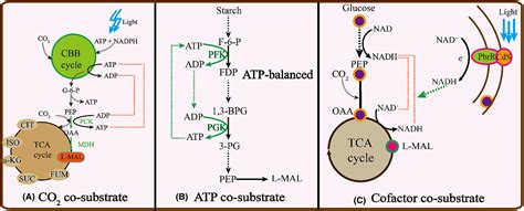 Recent Advances In Producing Food Additive L‐malate Chassis Substrate Pathway Fermentation