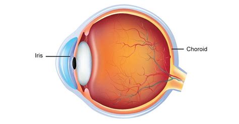 Choroid And Iris Sawan Books