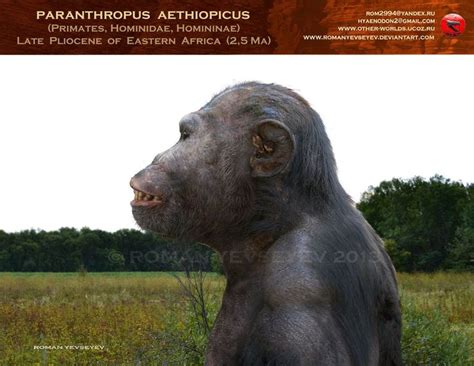 Paranthropus Aethiopicus The Prehistoric Man Historia De La Tierra