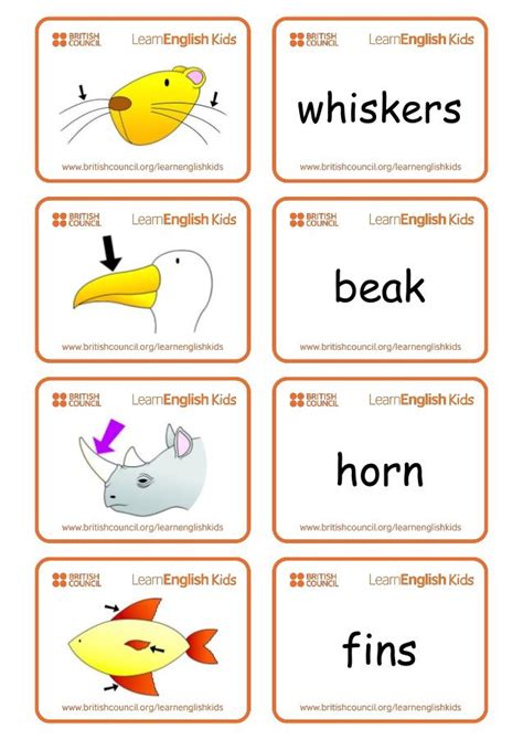 Animal Body Parts Classification Of Animals Lessons Tes