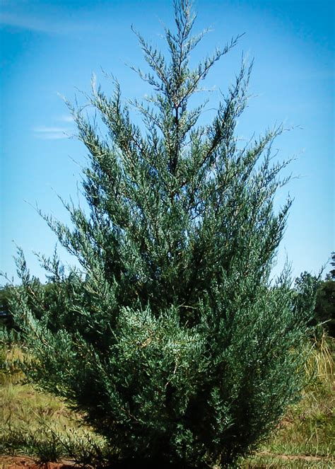 Burkii Juniper For Sale Online The Tree Center