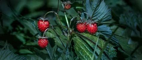 每日文章精选 2022 06 14xfmexpressubuntucom