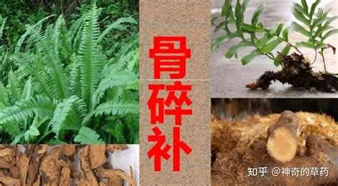 中药材 骨碎补 知乎