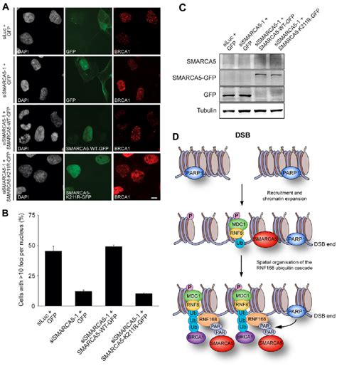 Smarca5 Chromatin Remodeling Activity Is Required For Brca1