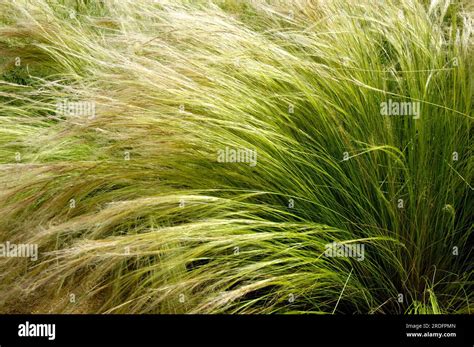 Mexican Feather Grass Nassella Tenuissima Maidenhair Grass Stock
