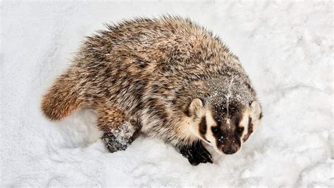 The American Badgers Social Behavior Do They Get Along