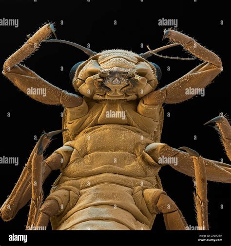Mayfly Ephemera Sp Nymph Coloured Scanning Electron Micrograph Sem