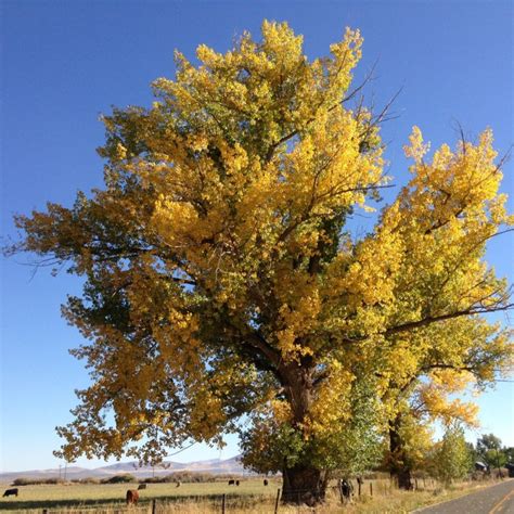 Cottonwood Tree Etsy