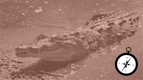 Døden Skal Du Lide Dansk 3 6 Gyldendals Fagportaler