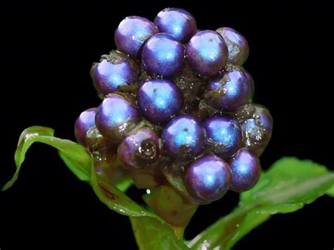 Pollia Condensata Marble Berry Metallic Blue Pearl 10 Seeds Etsy