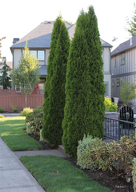Emerald Green Arborvitae Growth Rate At Olivia Quinn Blog