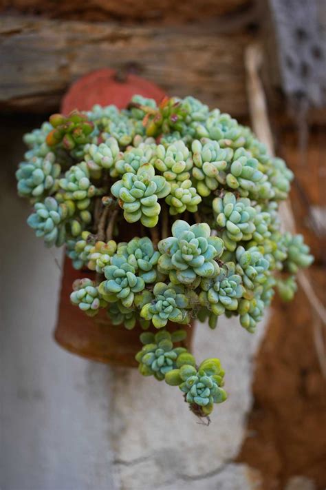Sedum Problems