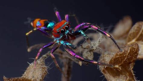 Do Purple Spiders Exists 10 Purple Spiders You Need To Know