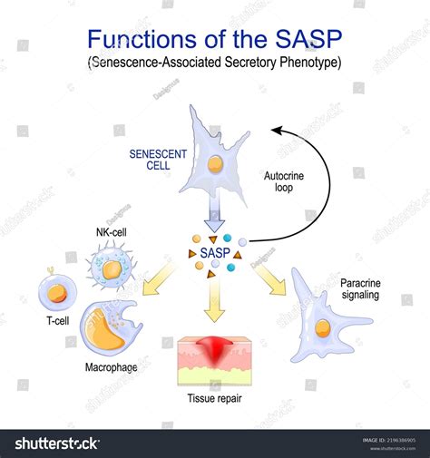 Cellular Senescence Functions Sasp Senescence Associated Secretory