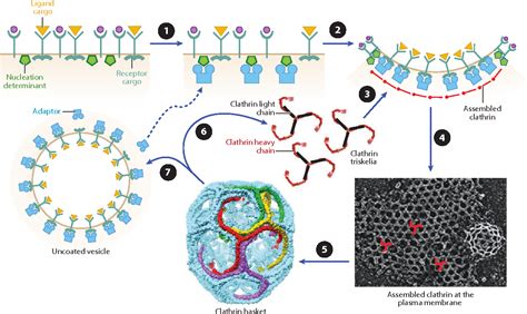 Figure 1 From Diversity Of Clathrin Function New Tricks For An Old