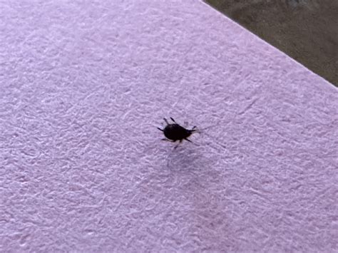 What Is This Tiny Bug R Whatisthisbug