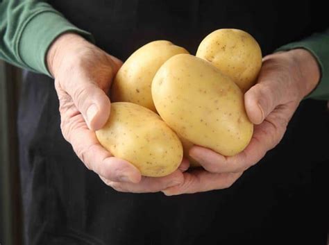 Learn With Prin เรียนรู้ไปพร้อมกับน้องปริญญ์ Types Of Potatoes