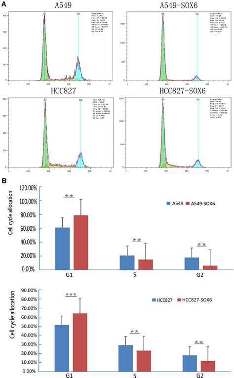 Sox6 Inhibits The G1 S Transition A Flow Cytometry Was Performed To