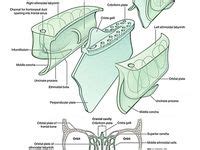 22 Anatomy Ideas Medical Anatomy Anatomy Anatomy And Physiology