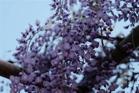 배경 화면 일본 자연 눈 겨울 분기 서리 라벤더 꽃 봄 도쿄 후지 필름 등나무 잎 시즌 플로라 후진 엑스 Xf56mmf12r Xf56mm