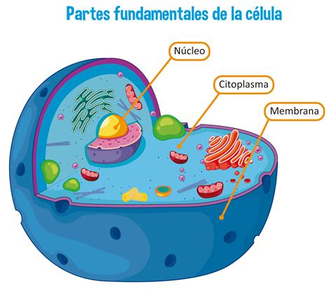 Partes De La Membrana Celular