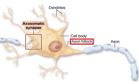 The Axoplasm Of The Axon Contains Which Of The Following Alfonso Well