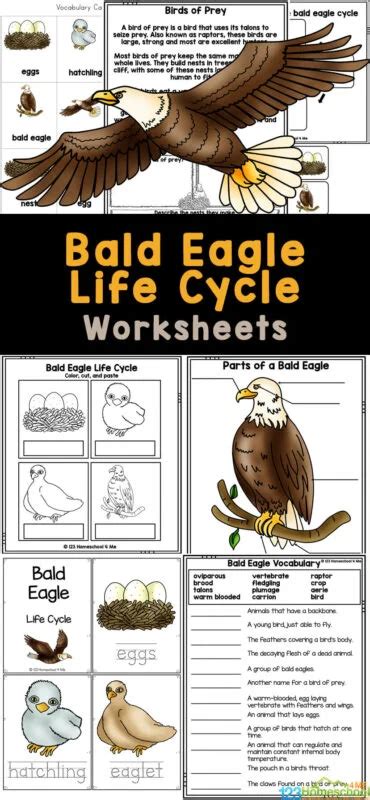 Label Parts Of A Bald Eagle