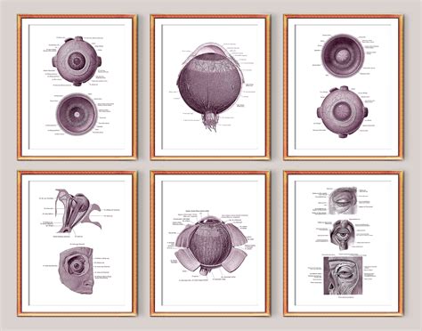 6 Ophthalmic Art Eye Anatomy Posters Human Eye Structure Etsy