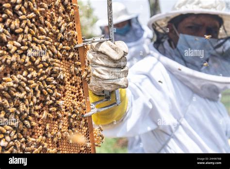 Close Up Of A Honey Bee Honeycomb Frame Being Held By An Out Of Focus