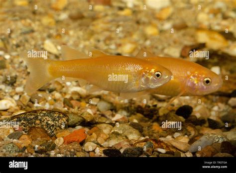 Fathead Minnow Spawning