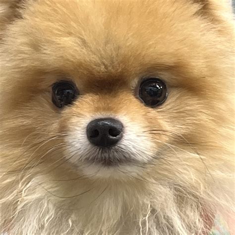 강아지 수염 역할 그리고 수염에 담긴 비밀 4가지 비마이펫 라이프