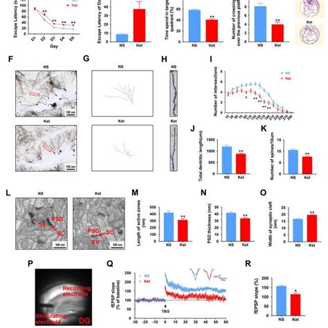 The Hippocampal Trisynaptic Circuit Based On Extensive Anatomical And Download Scientific