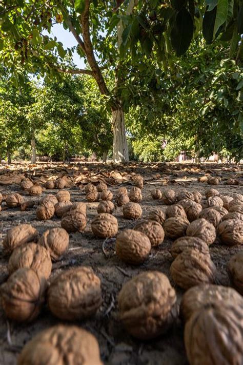 Walnuts On The March Features Fruitnet
