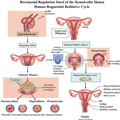 Diagrama De Flujo Que Representa Un Ciclo De Regulación Hormonal Con