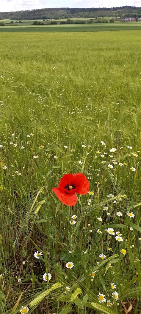 Mohnblume Roter Farbklecks Im Getreidefeld