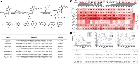 Unique Quinoline Orientations Shape The Modified Aptamer To Sclerostin For Enhanced Binding