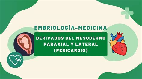 Derivados Del Mesodermo Paraxial Y Lateral Pericardio Bosque Udocz