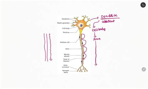 Solved List The Parts Of A Neuron Through Which An Action Potential