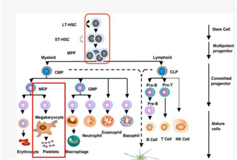 Kaarten H7 De Ontwikkeling En Functie Van Trombocyten Quizlet