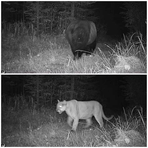 The Ghosts Of The High Country A Lion And Bear Cubs Unlikely
