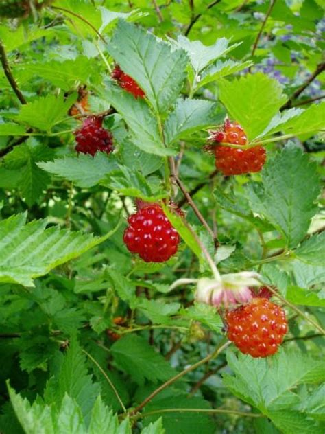 Salmonberries On Plant Cây