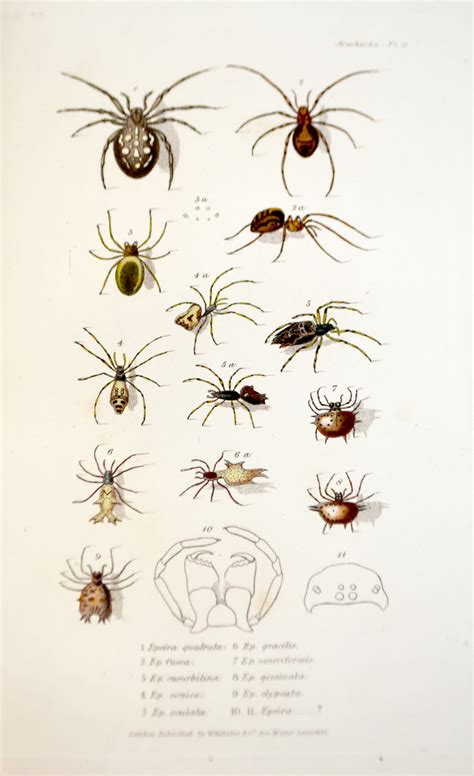 The Classes Annelida Crustacea And Arachnida Arranged By The Baron