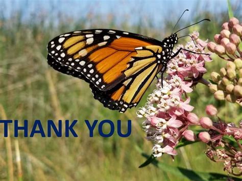 Insect Migration And Displacement Pptx Birdwatching Hobbies And Interests