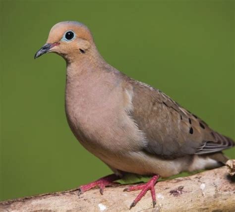 Ornithology Species Identification Flashcards Quizlet