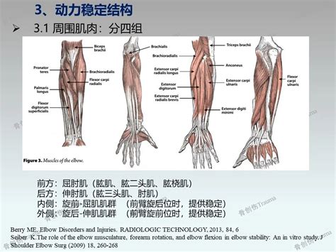 多图详解｜肘关节应用解剖与生物力学 Medsci Cn