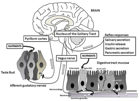 Gustatory Pathway